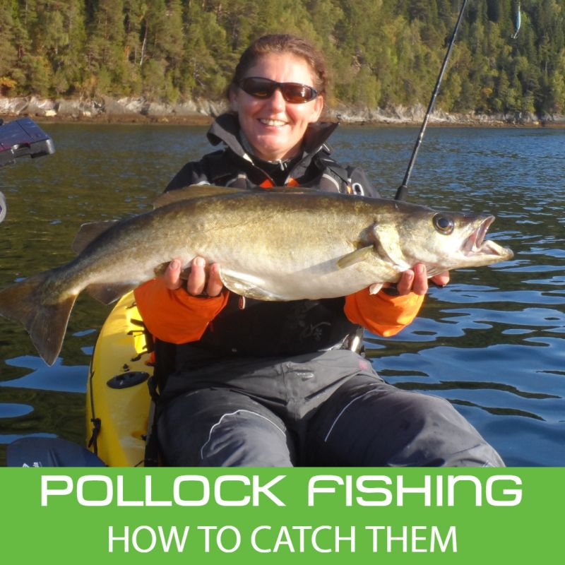 Pollock fishing, How to catch them, Irene Hodgson | RAILBLAZA Canada